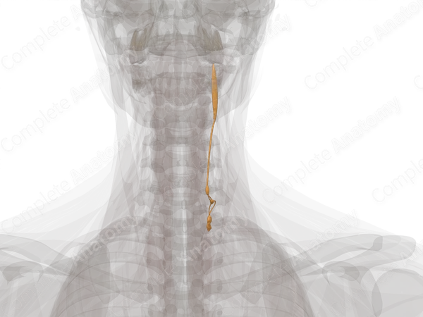 Sympathetic Trunk (Cervical; Left) | Complete Anatomy