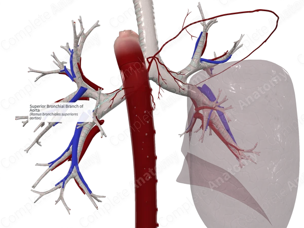 Superior Bronchial Branch of Aorta | Complete Anatomy