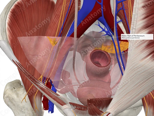 Pelvic Part of Peritoneum | Complete Anatomy