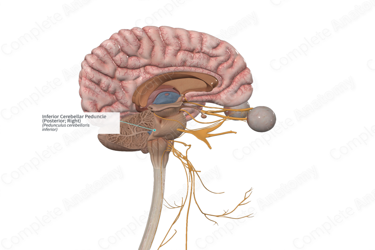 Inferior Cerebellar Peduncle (Posterior; Right) | Complete Anatomy Inferior Cerebellar Peduncle (Posterior; Right) | Complete Anatomy