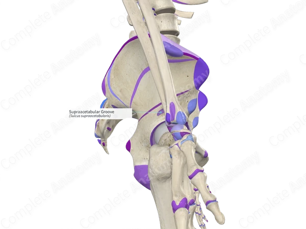 Supraacetabular Groove | Complete Anatomy