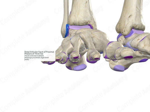 Distal Articular Facet of Proximal Phalanx of Third Toe | Complete Anatomy