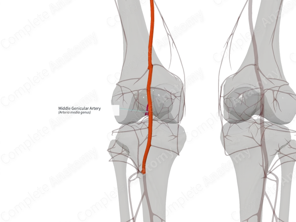 Middle Genicular Artery (Right) | Complete Anatomy