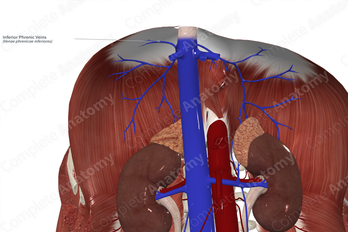 Inferior Phrenic Veins | Complete Anatomy