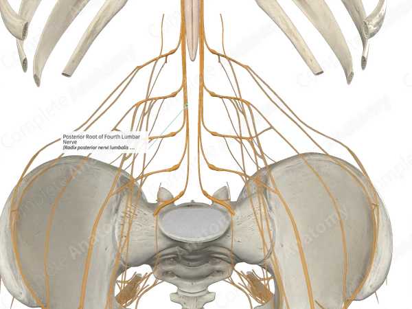 Posterior Root of Fourth Lumbar Nerve | Complete Anatomy