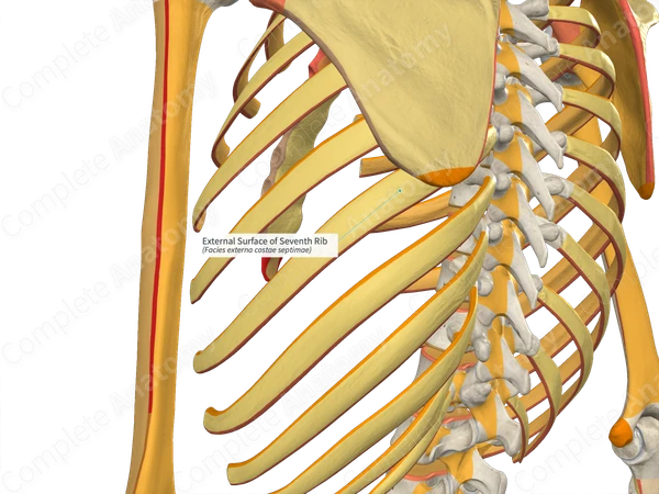 External Surface of Seventh Rib | Complete Anatomy