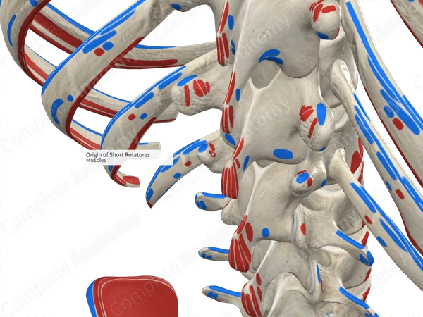 Origin of Short Rotatores Muscles | Complete Anatomy