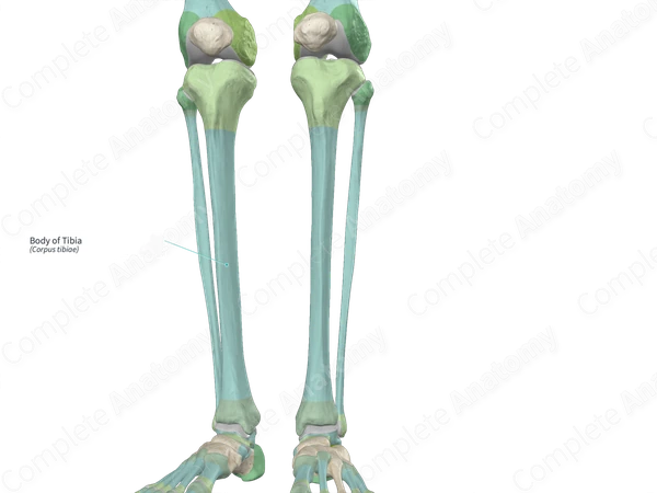 Body of Tibia | Complete Anatomy