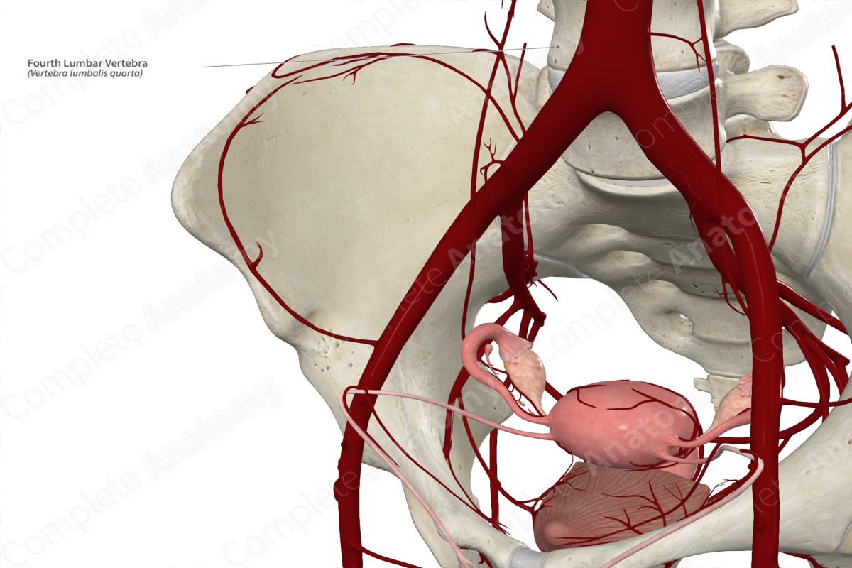 Fourth Lumbar Vertebra Complete Anatomy