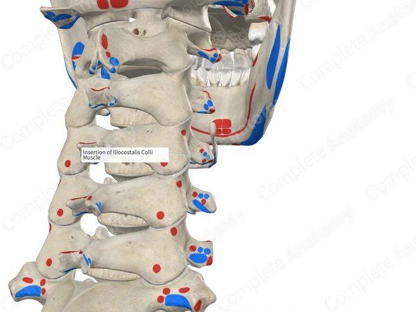 Insertion of Iliocostalis Colli Muscle | Complete Anatomy