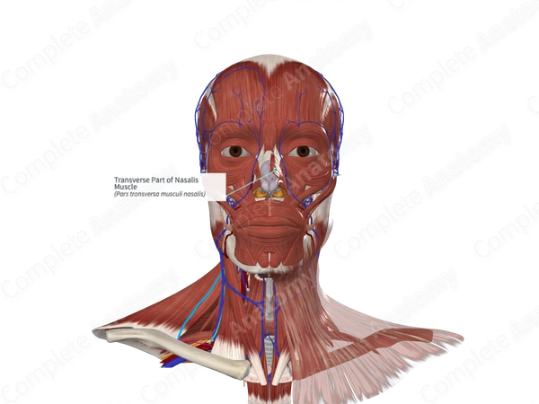 Transverse Part of Nasalis Muscle | Complete Anatomy