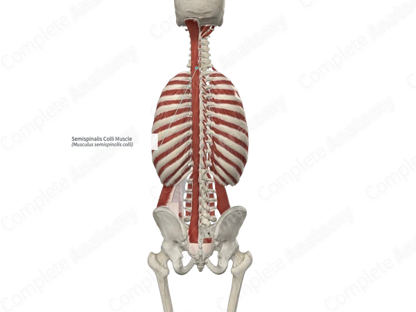 Semispinalis
