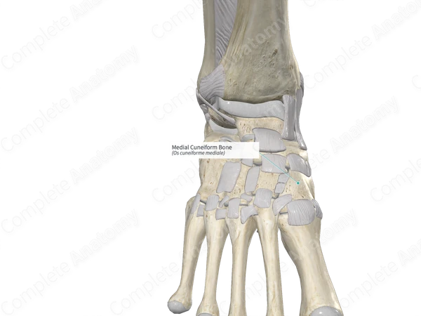 Medial Cuneiform Bone | Complete Anatomy