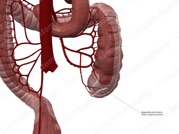 Arteria Appendicularis 1 Anatomie