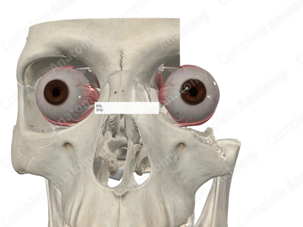 Iris | Complete Anatomy