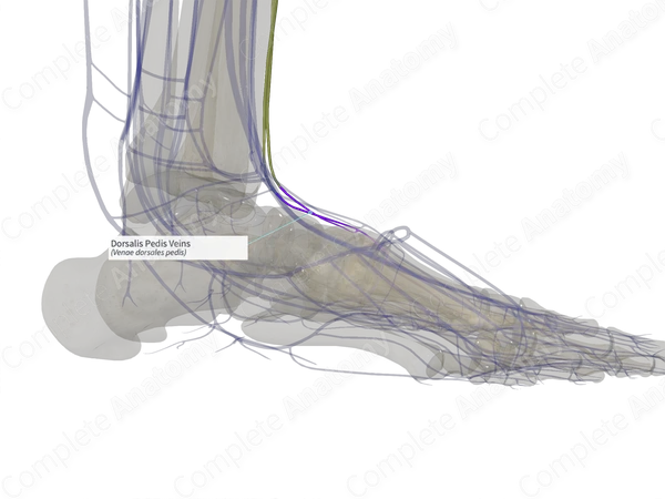 Dorsalis Pedis Veins (Left) | Complete Anatomy