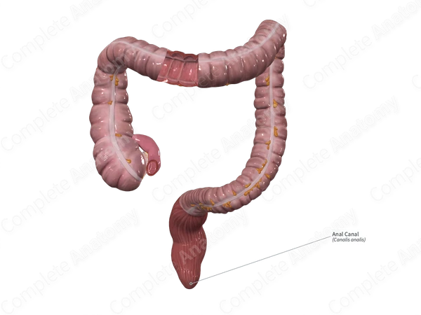 Anal Canal | Complete Anatomy