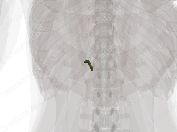 Cystic Duct | Complete Anatomy