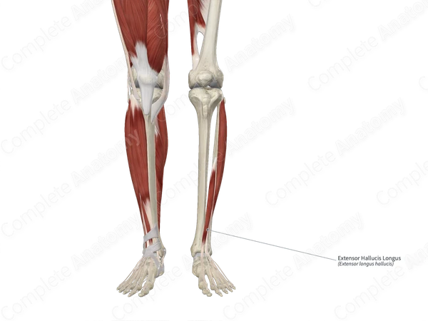 Extensor Hallucis Longus Model 110+ Extensor Digitorum Longus Stock