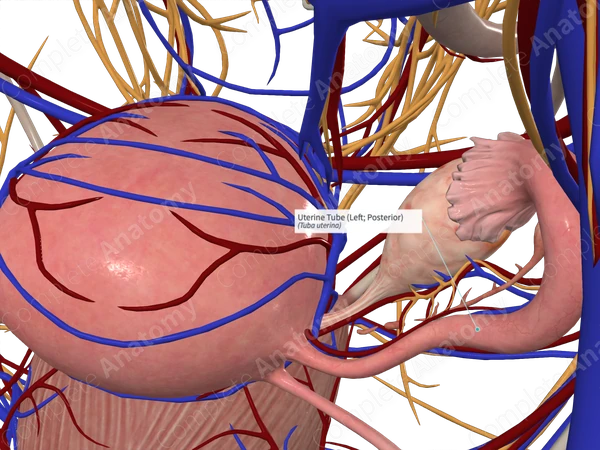 Uterine Tube (Left; Posterior) | Complete Anatomy