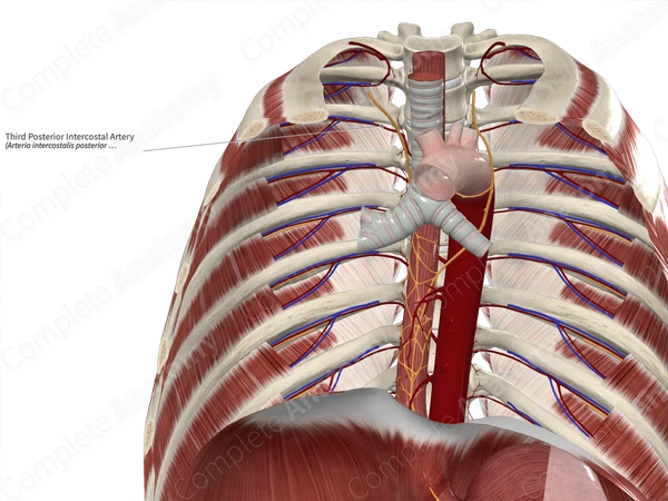 Third Posterior Intercostal Artery | Complete Anatomy