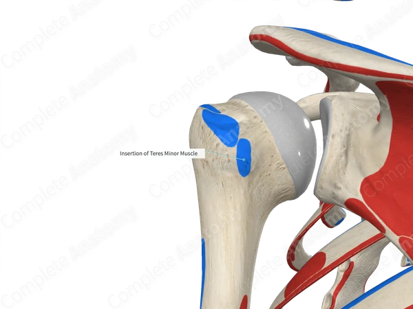 Insertion of Teres Minor Muscle | Complete Anatomy