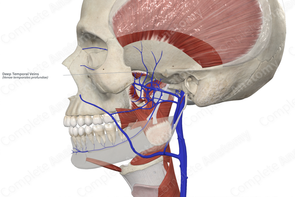 Deep Temporal Veins | Complete Anatomy