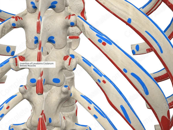 Insertion of Levatores Costarum Breves Muscles | Complete Anatomy