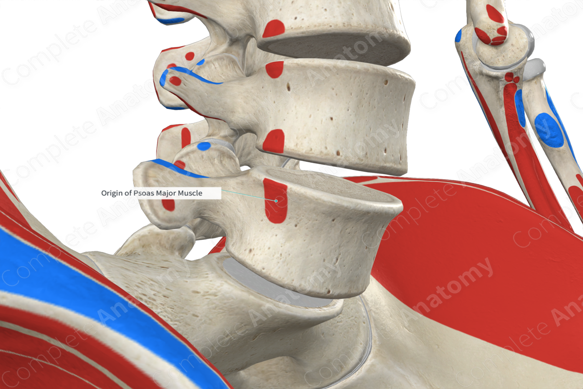 Origin Of Psoas Major Muscle Complete Anatomy