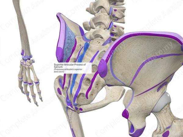 Superior Articular Process of Sacrum (Left) | Complete Anatomy