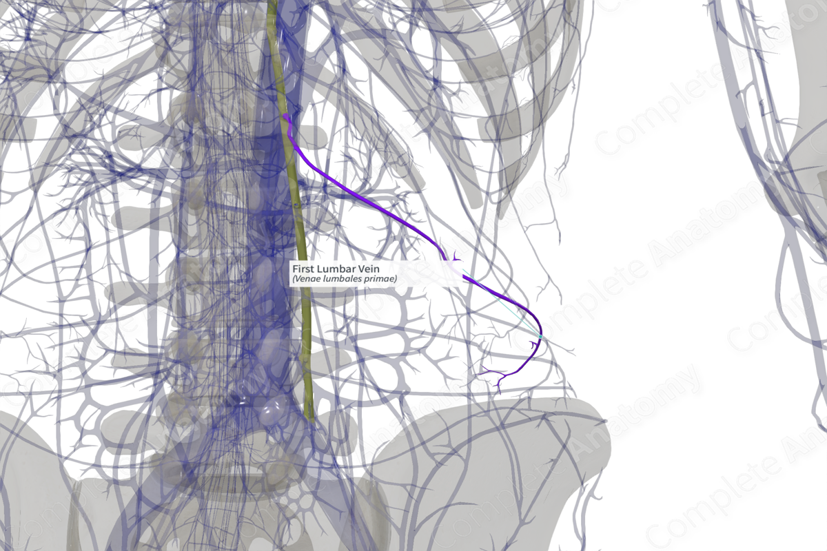 First Lumbar Vein Right Complete Anatomy
