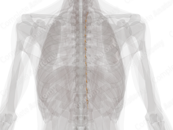 Sympathetic Trunk (Thoracic; Left) | Complete Anatomy