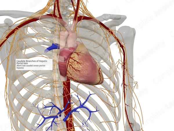 Caudate Branches of Hepatic Portal Vein | Complete Anatomy