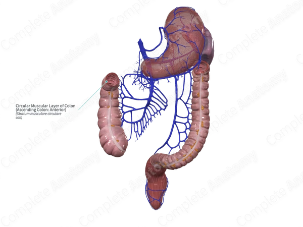 Circular Muscular Layer of Colon (Ascending Colon: Anterior) | Complete ...