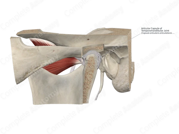 Articular Capsule of Temporomandibular Joint | Complete Anatomy