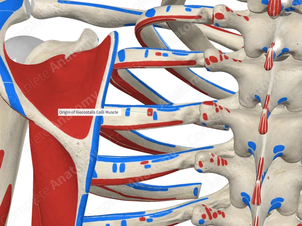 Origin of Iliocostalis Colli Muscle | Complete Anatomy