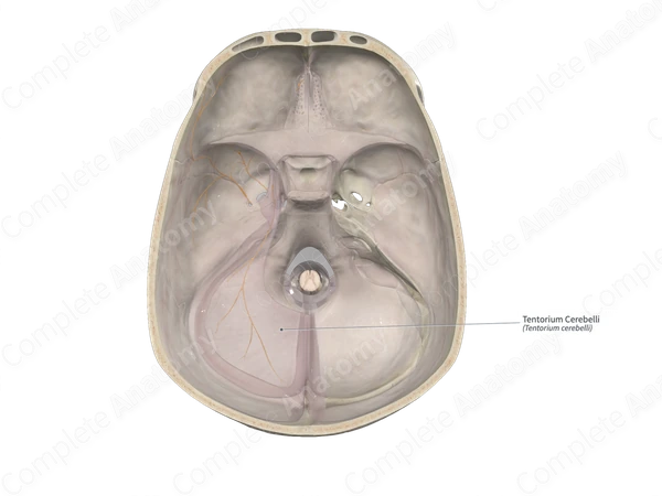 Tentorium Cerebelli | Complete Anatomy