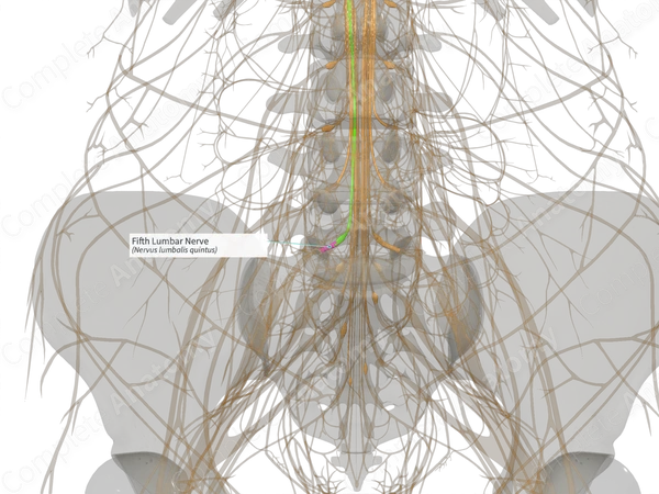 Fifth Lumbar Nerve (Left) | Complete Anatomy