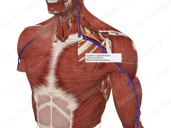 Superior Lateral Brachial Cutaneous Nerve | Complete Anatomy