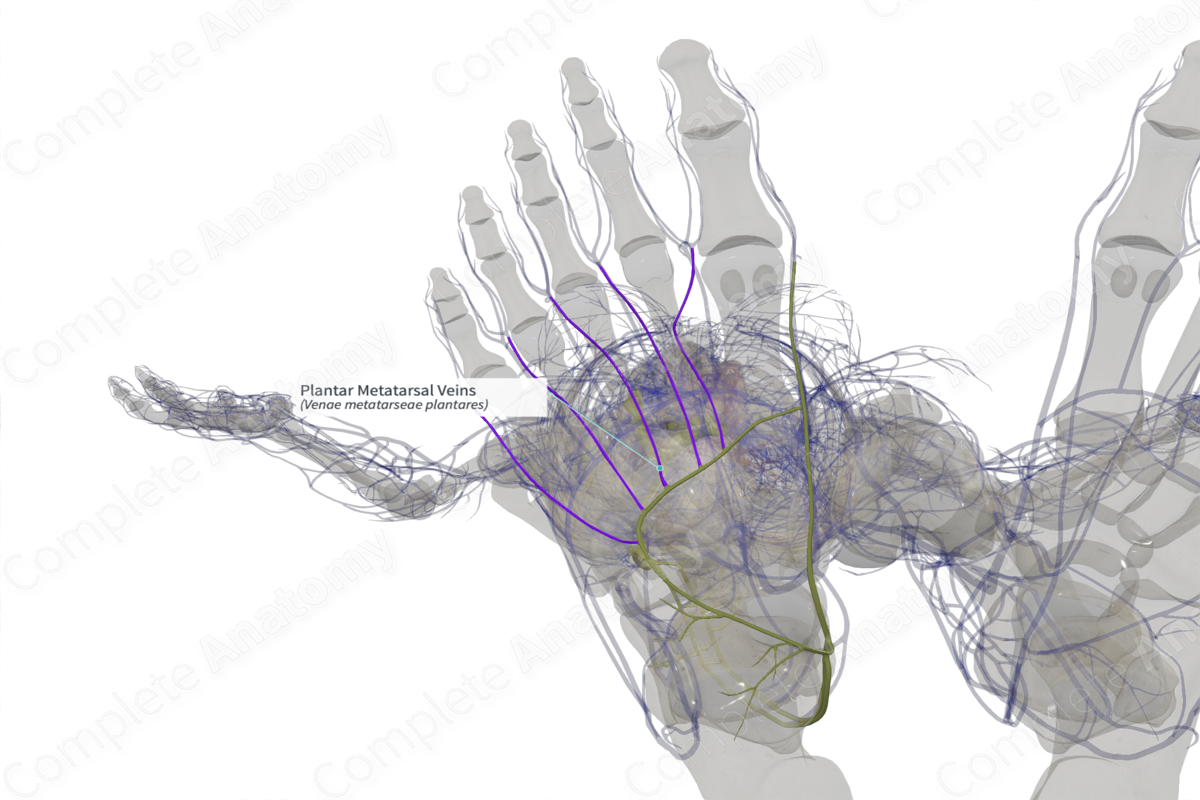 Plantar Metatarsal Veins Right Complete Anatomy