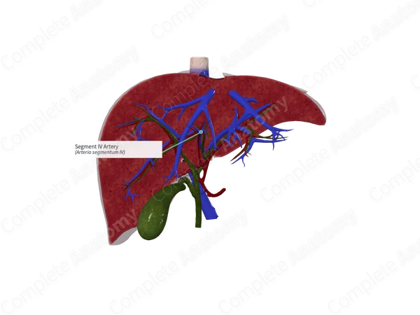 Segment IV Artery | Complete Anatomy