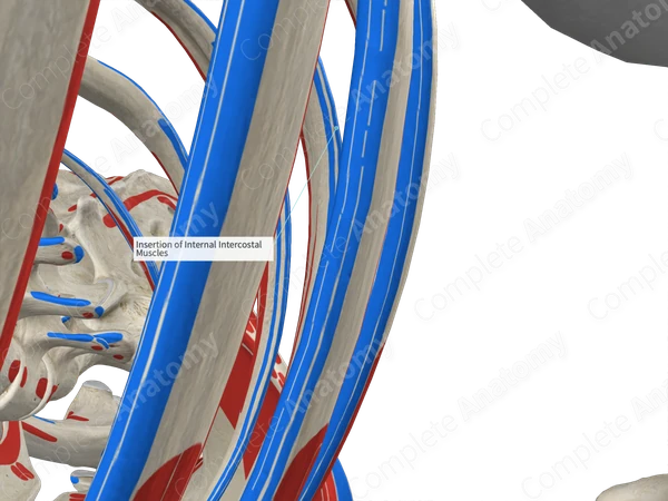 Insertion of Internal Intercostal Muscles | Complete Anatomy