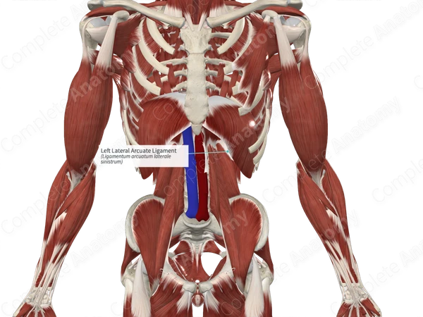 Lateral Arcuate Ligament JaypeeDigital | EBook Reader