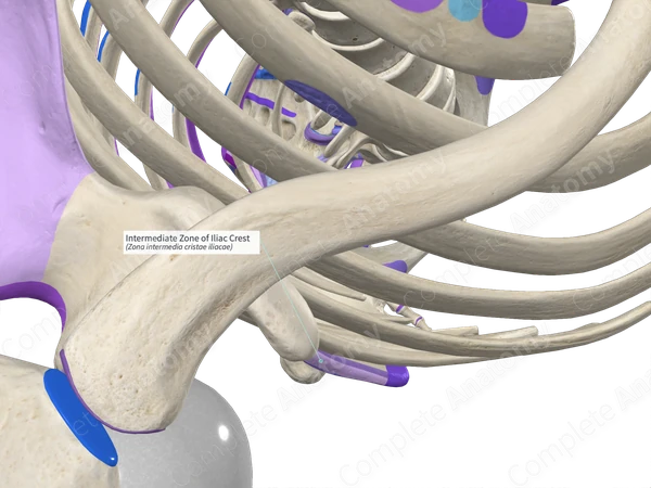 Intermediate Zone of Iliac Crest | Complete Anatomy