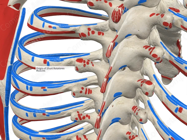 Origin of Short Rotatores Muscles | Complete Anatomy