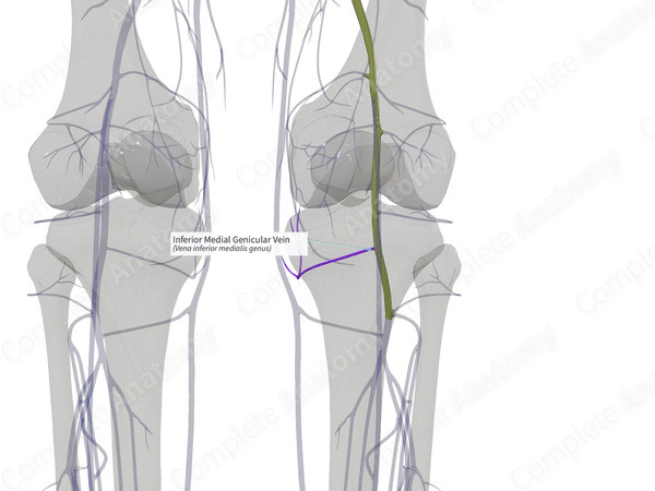 Inferior Medial Genicular Vein (Right) | Complete Anatomy
