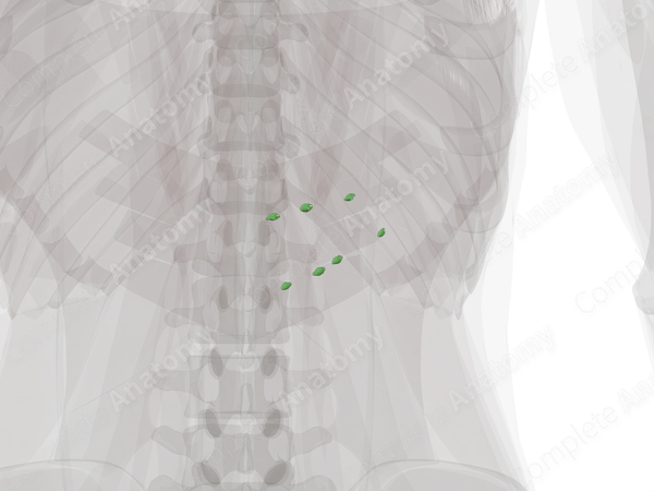 Pancreatic Nodes | Complete Anatomy