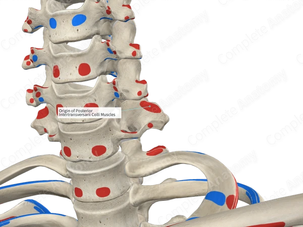 Origin of Posterior Intertransversarii Colli Muscles | Complete Anatomy
