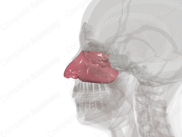 Anatomy Of The Nose Surgicomedcom Radiation For Cancer Of The Nose