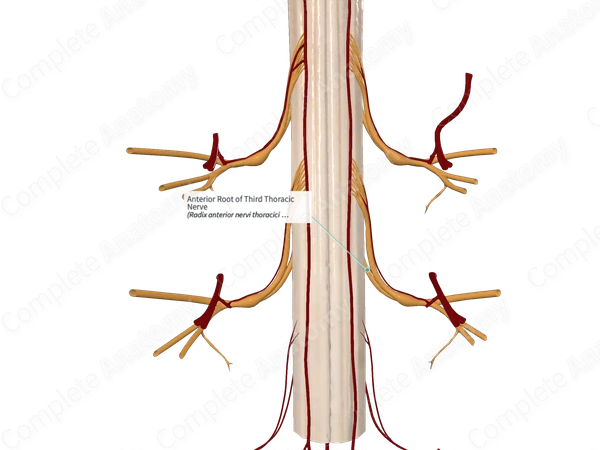 Anterior Root of Third Thoracic Nerve | Complete Anatomy